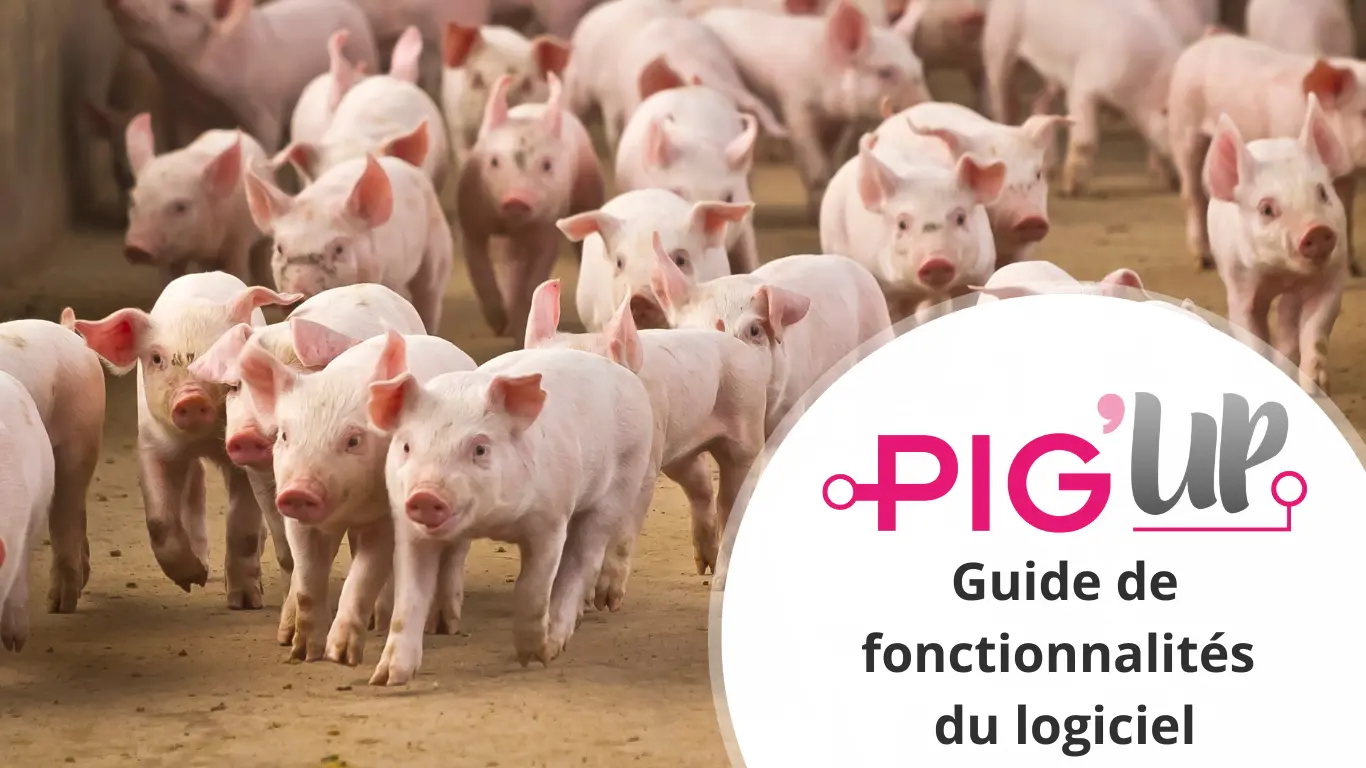 Pig'UP logiciel de gestion d'élevage porcin - SIGA